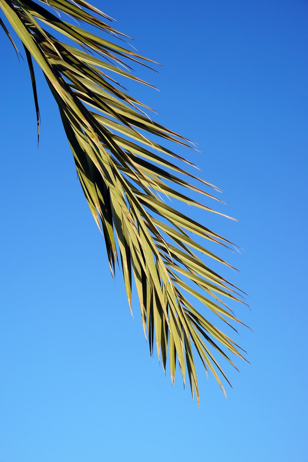 Date Palm Care Guide | Goodroots